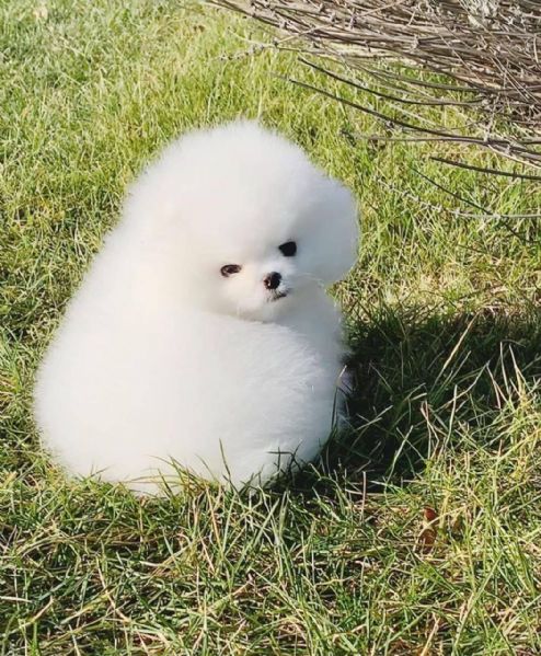 Regalo Splitz da Privato a Rimini cuccioli di spitz della pomerania bianco