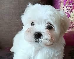 Regalo cucciolo Maltese da Privato a cuccioli di maltese nano di 70 ...