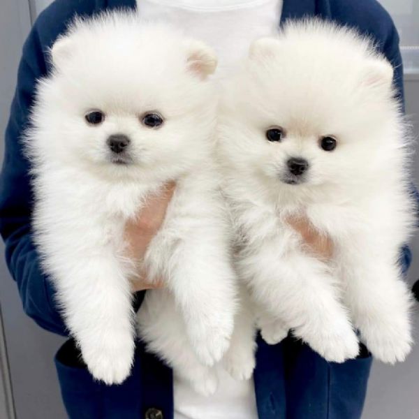 Vendita cucciolo Volpino Pomerania da Privato a Milano volpini di ...