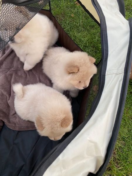 Vendita Chow Chow da Privato a Teramo kucciolo di chow chow! 31/10/2021