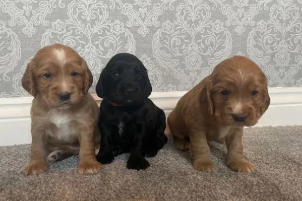 Vendita Cocker Spaniel Inglese da Privato a Campobasso cuccioli di ...