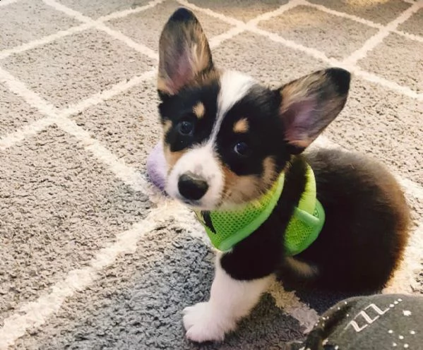 Regalo cucciolo Welsh Corgi da Privato a Teramo cuccioli di corgi ...