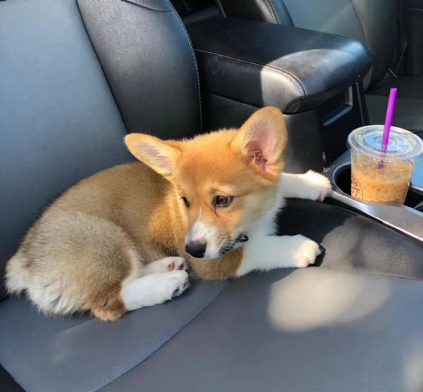 Regalo cucciolo Welsh Corgi da Privato a Teramo cuccioli di corgi ...