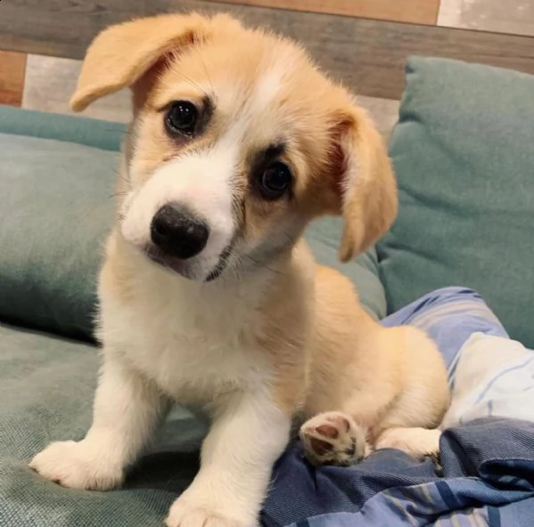 Regalo cucciolo Welsh Corgi da Privato a Teramo cuccioli di corgi ...