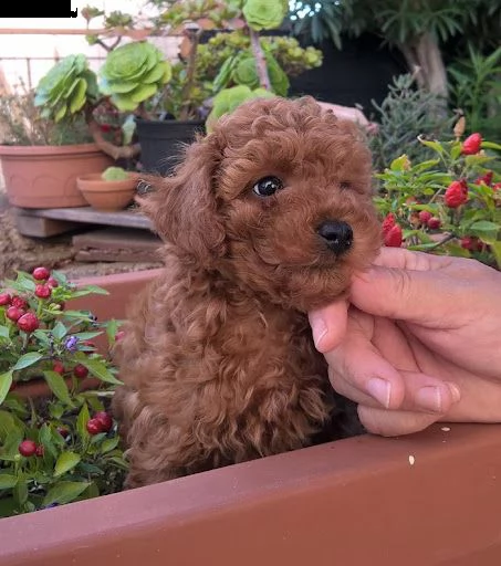 Vendita cucciolo Barboncino da Negozio animali a Lecce disponibile ...