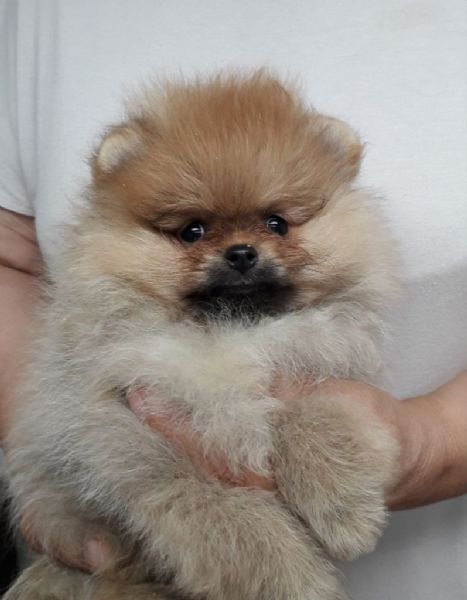 Vendita cucciolo Splitz da Negozio animali a Pesaro e Urbino prenota il ...