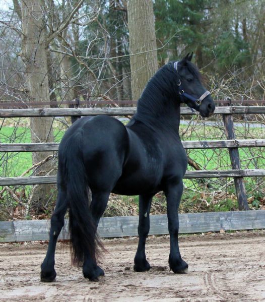 Vendita Frisone da Privato a Biella castrone frisone frisone 11/12/2021