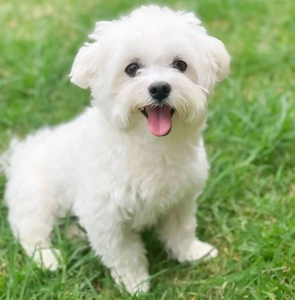 Regalo cucciolo Maltese da Volontario a maltese nano... 12/12/2021