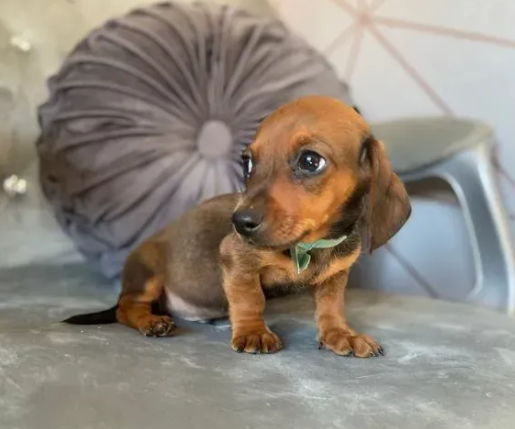 Vendita Bassotto da Privato a Torino cuccioli di mini bassotto 02/04/2022