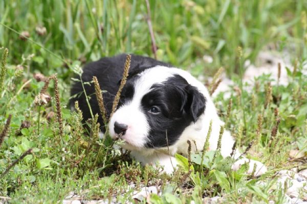 Vendita Border Collie da Privato a Prato stupendi cuccioli border collie