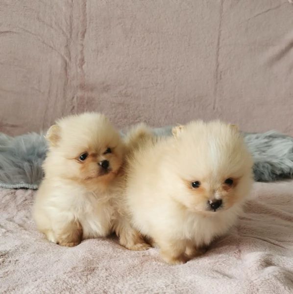 Vendita Volpino Pomerania da Privato a Firenze volpino di pomerania