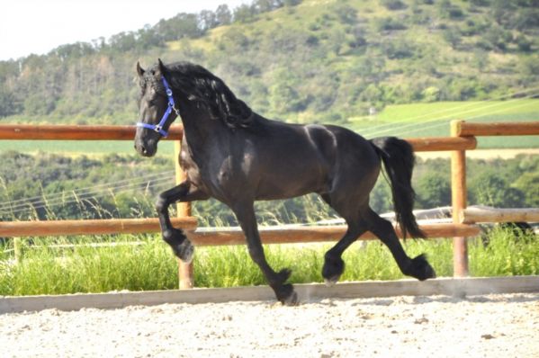 Vendita Frisone da Privato a Roma bel cavallo frisone 07/01/2022