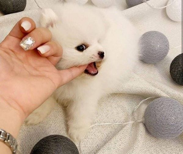 Regalo cucciolo Volpino Pomerania da Volontario a disponibili ...