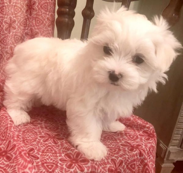 Regalo cucciolo Maltese da Privato a Ferrara cuccioli maltesi maschi e ...