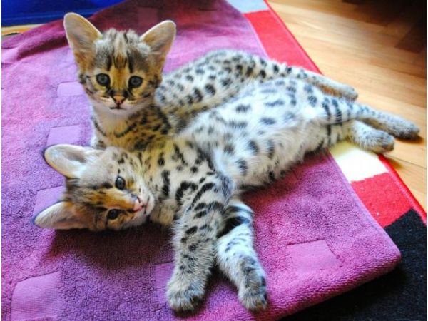 Vendita Savannah da Privato a Messina gattini di savannah 12/04/2025