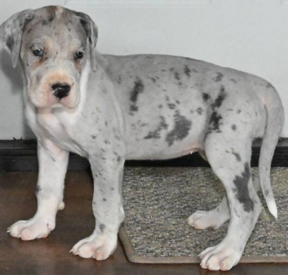 Regalo Alano da Privato a Bergamo cuccioli di razza alano maschi e femmine