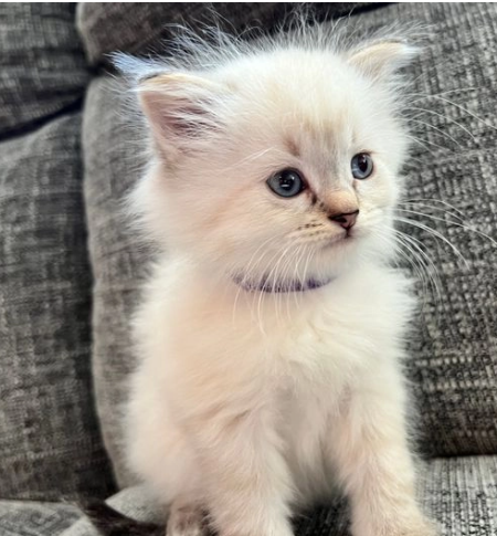 Vendita Siberiano da Privato a Roma gattini siberiani neva masquerade