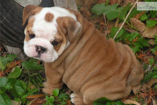 Regalo Bulldog da Volontario a Modena regalo cuccioli bulldog inglese ...