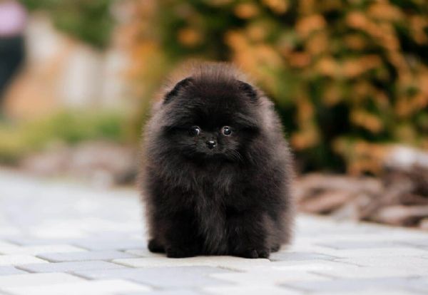 Regalo cucciolo Volpino Pomerania da Privato a volpino di pomerania ...
