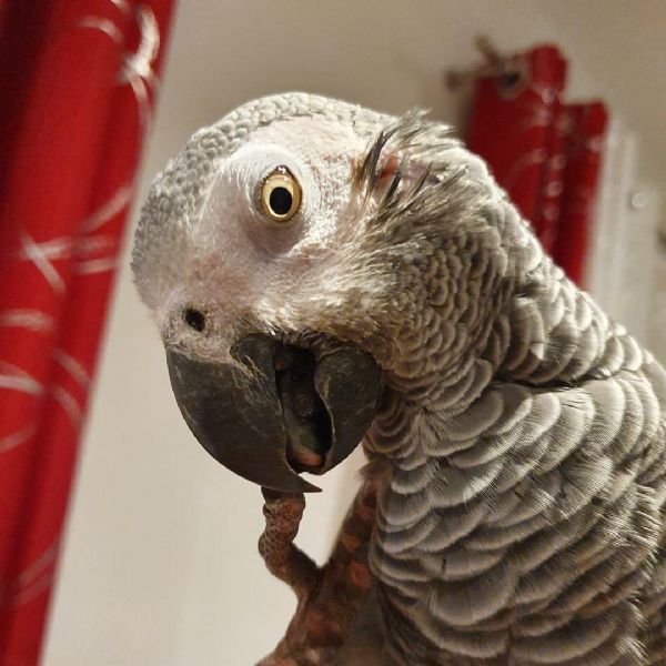 Regalo Cacatua da Privato a Benevento abbiamo pappagallo grigio ...