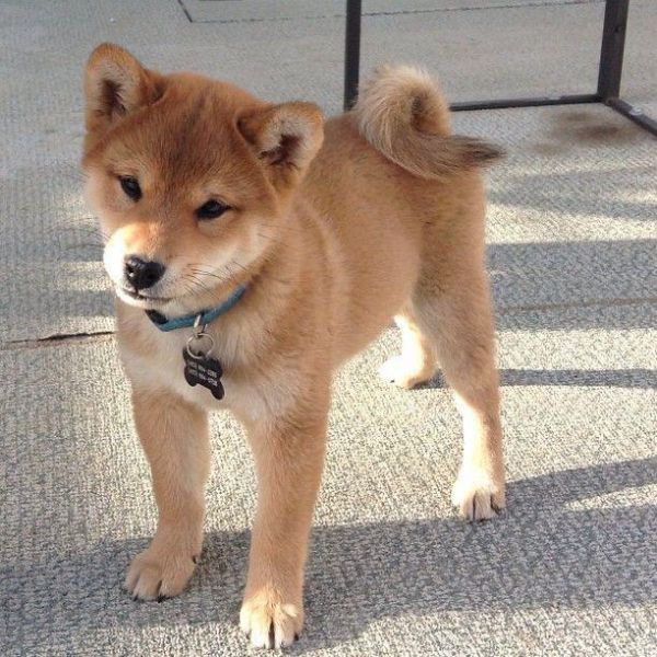 Cerco cucciolo da Volontario a regalo cuccioli di shiba inu bellissimi ...