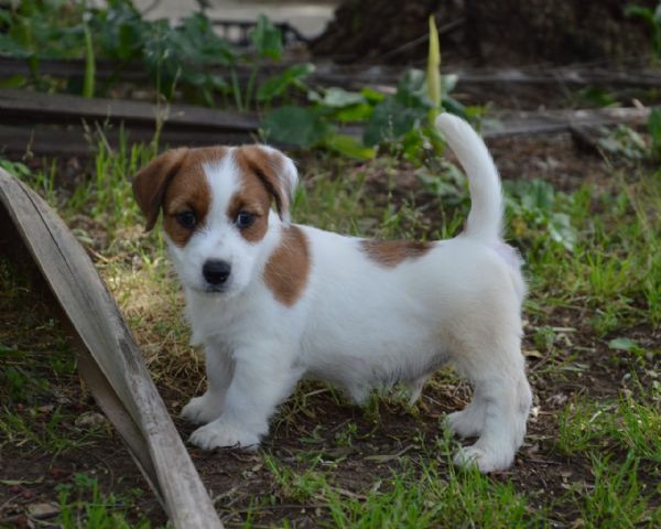 Vendita cucciolo Jack Russel da Allevamento a Roma Jack Russell Terrier ...