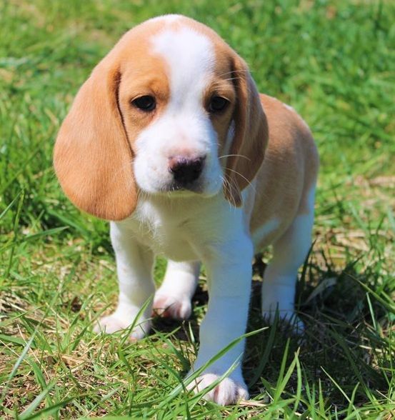 Vendita cucciolo Beagle da Privato a Cagliari dolcissimi cuccioli di beagle