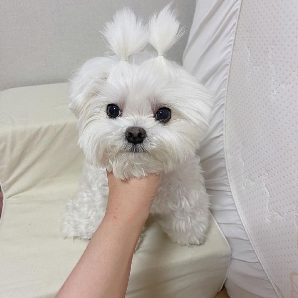 Regalo cucciolo Maltese da Volontario a maltese nano... 01/04/2022