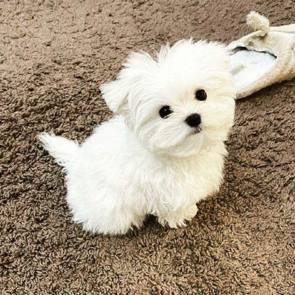 Regalo cucciolo Maltese da Volontario a maltese nano... 17/04/2022