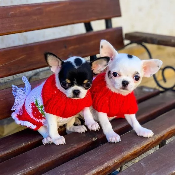 Vendita cucciolo Chihuahua da Privato a Catania jayson e selena ...