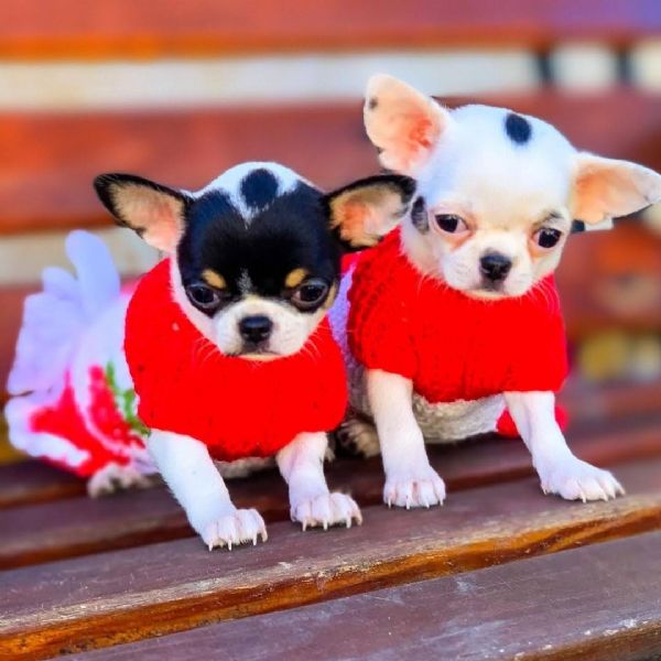Vendita cucciolo Chihuahua da Privato a Catania jayson e selena ...