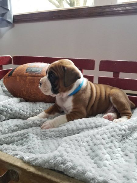 Regalo cucciolo Boxer da Volontario a Rieti boxer cuccioli introvabili ...