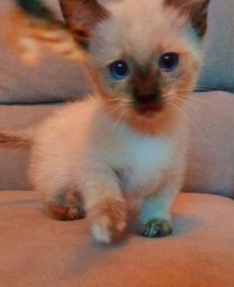 Vendita Munchkin da Privato a Catania gattino di muchkin blue point