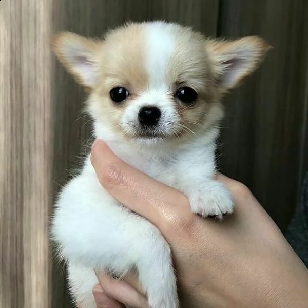 Regalo cucciolo Chihuahua da Privato a meravigliosi cuccioli di pincher ...