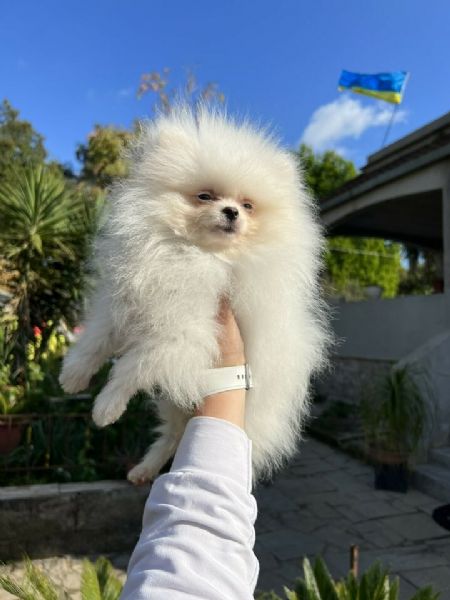 Regalo cucciolo Volpino Pomerania da Privato a Bergamo volpino ...