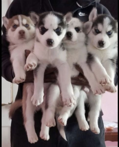Vendita cucciolo Husky da Privato a Roma cuccioli di siberian husky