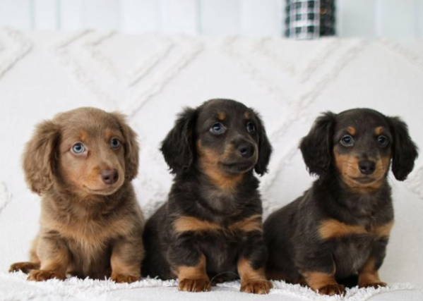 Vendita Bassotto da Privato a Milano cuccioli di nano bassotto a pelo lungo
