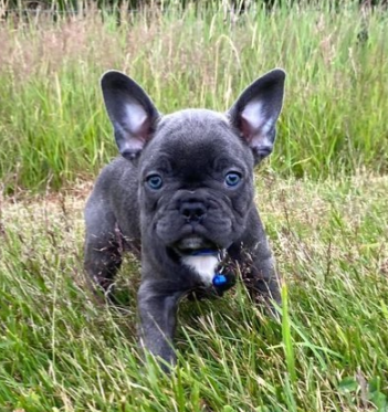 Vendita Bouledogue da Privato a Roma cane bouledogue francese blue cuccioli