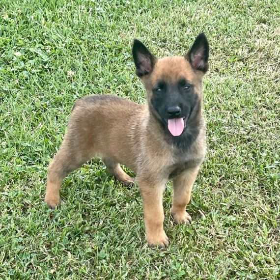 Regalo Pastore Belga da Volontario a regarlo pastore belga cuccioli ...