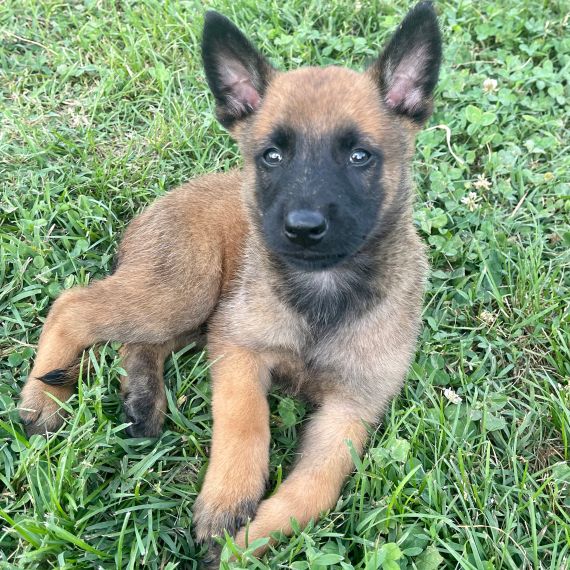 Regalo Pastore Belga da Volontario a regarlo pastore belga cuccioli