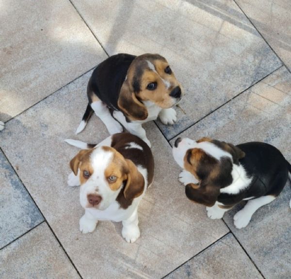 Vendita Beagle da Privato a Pesaro e Urbino beagle cuccioli splendidi ...