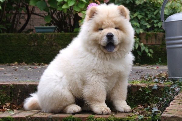 Vendita Chow Chow da Privato a Firenze cuccioli di chow chow 08/07/2022