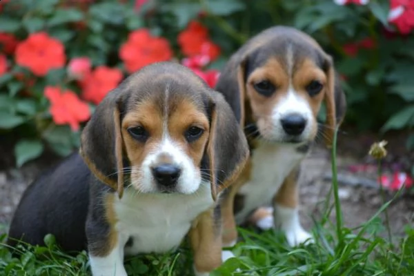 Vendita Beagle da Privato a Roma vendita cucciolo cuccioli beagle tricolore