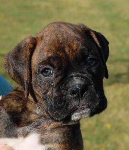 Regalo cucciolo Boxer da Volontario a regalo cuccioli boxer cuccioli ...