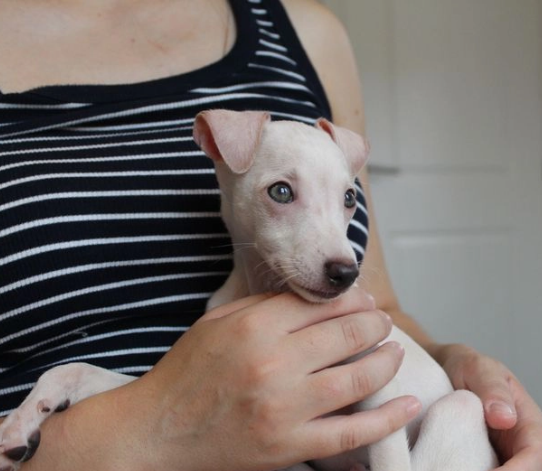 Vendita Levriero da Privato a Verona cane cuccioli di levriero italiano