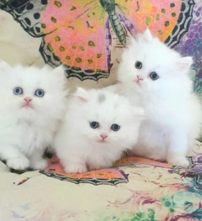 Vendita Munchkin da Privato a Brescia cuccioli munchkin blue point