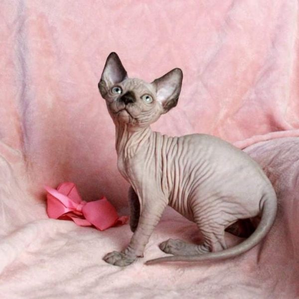 Vendita Sphynx da Privato a Milano cuccioli di canadian sphynx 26/08/2022