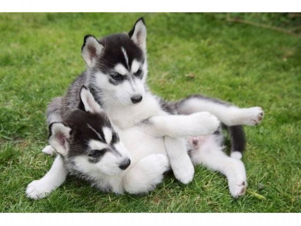 Regalo Husky da Privato a Napoli vendita cucciolo cuccioli di husky ...