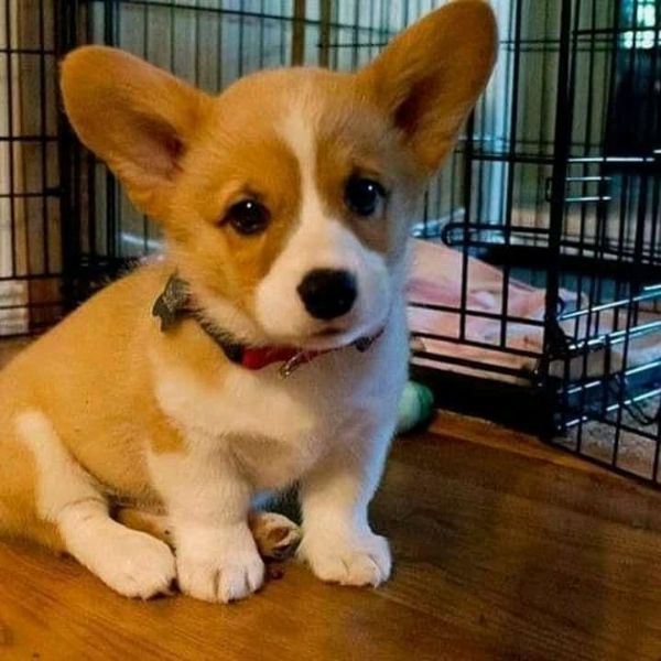 Vendita Welsh Corgi da Privato a Venezia lava i cuccioli di corgi