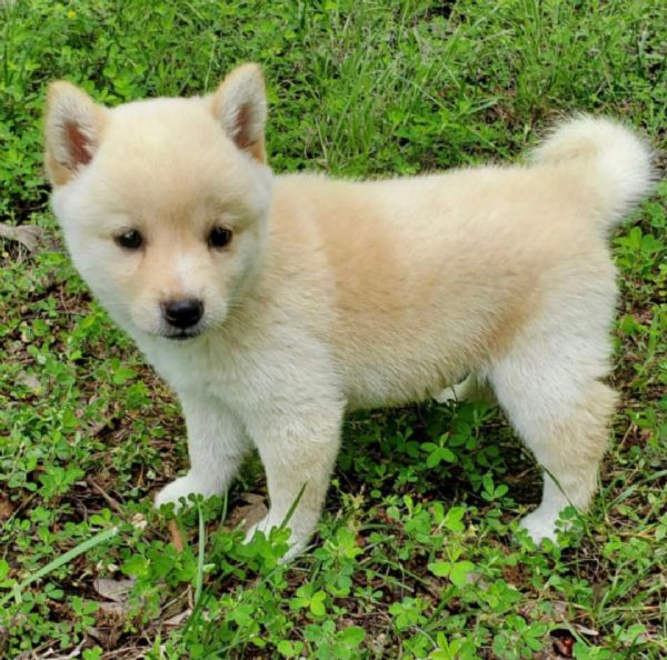 Regalo Shiba inu da Volontario a Potenza regalo cuccioli di shiba inu